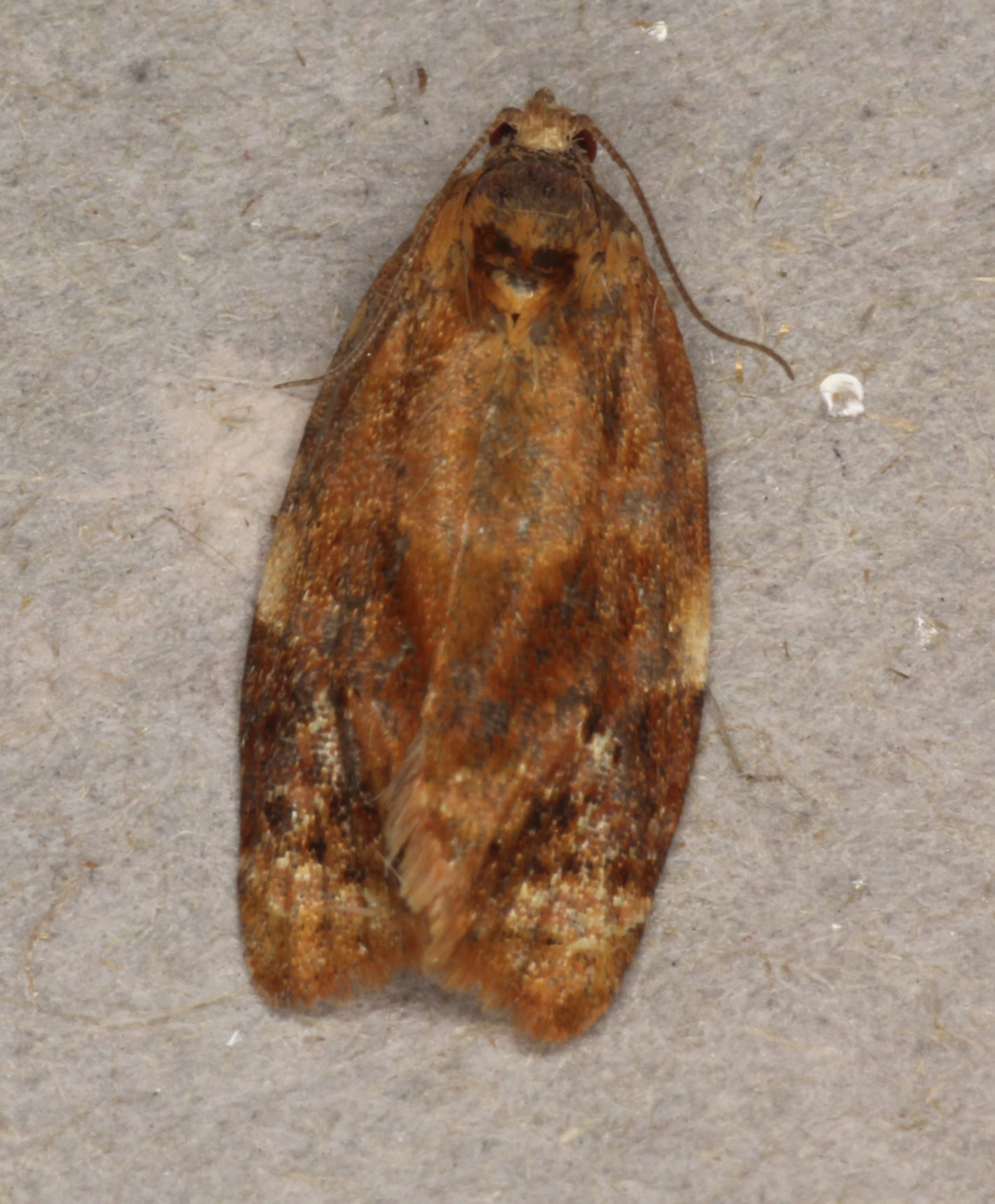 Moths